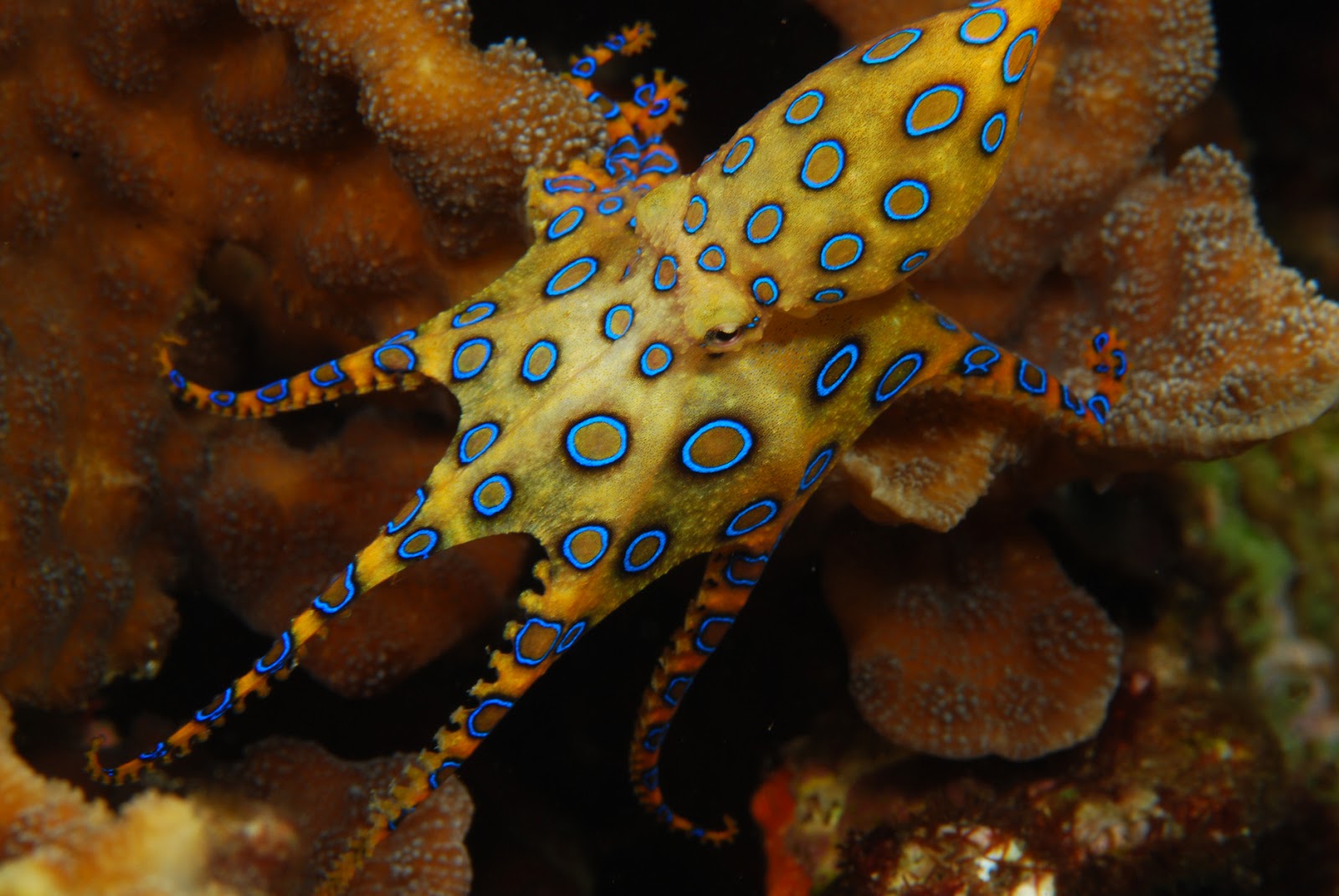 American E-Store: Octopus ..Eight Legs .. Thousands Eggs.