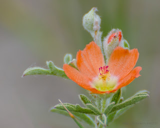 Prairie Wildflowers: Scarlet Mallow at Grasslands Park