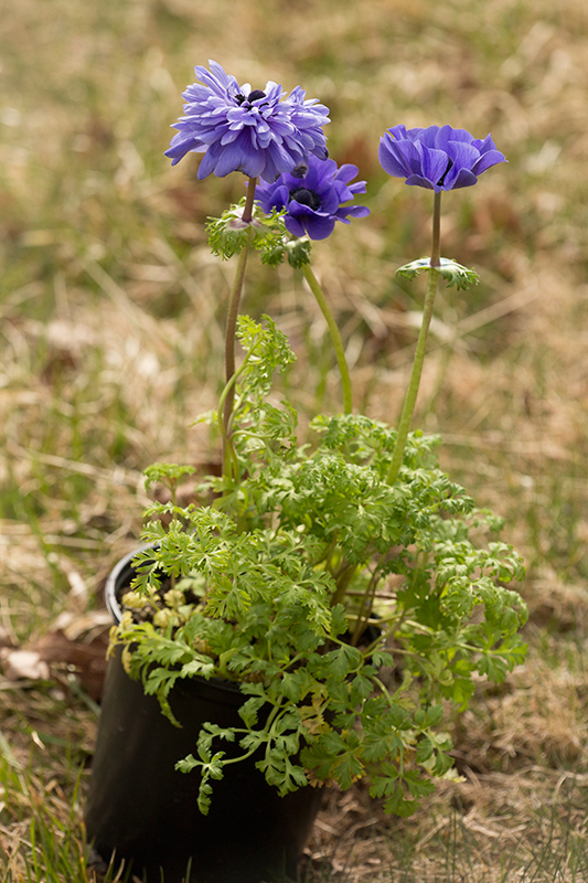 Kathleen Clemons Photography: Working It!