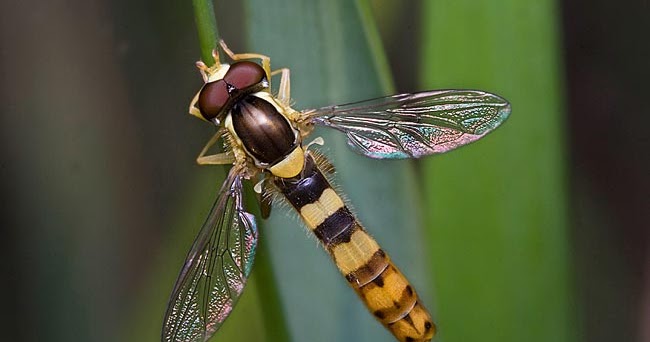 Natureza e Vida: INSETOS DA ORDEM DAS MOSCAS E MOSQUITOS.