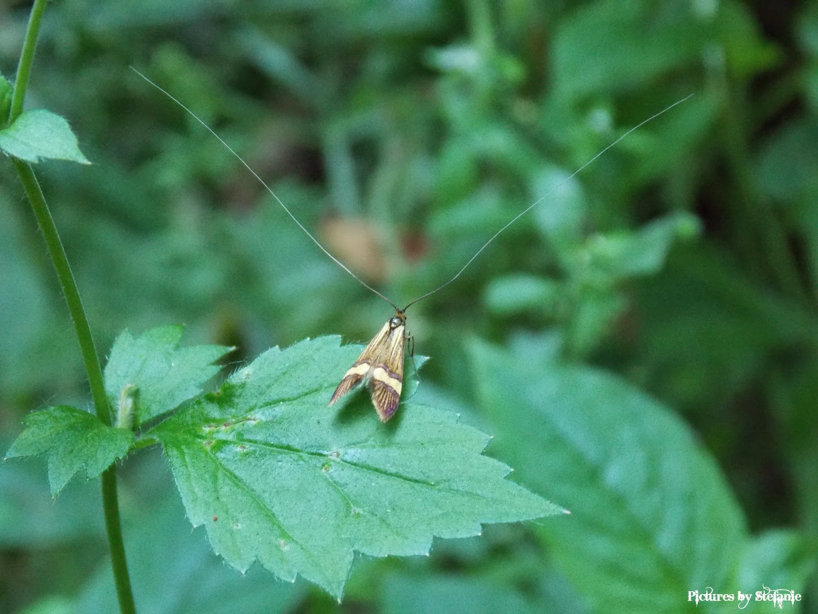Pictures by Stefanie: Longhorn moth