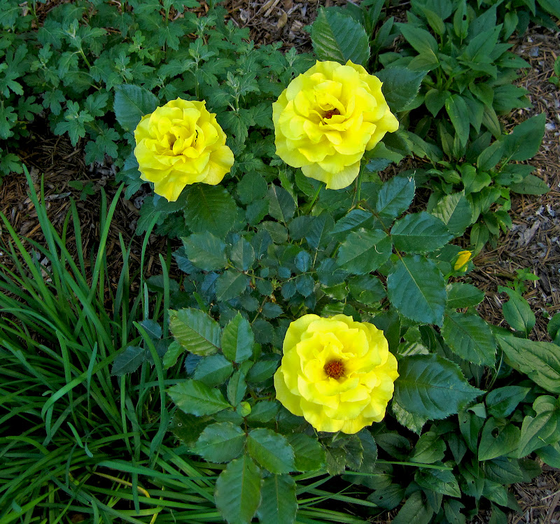 Donald's Organic Texas Garden: 04/05/12