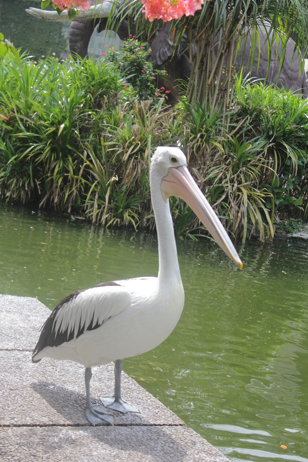 Burung Pelikan Makan Ikan