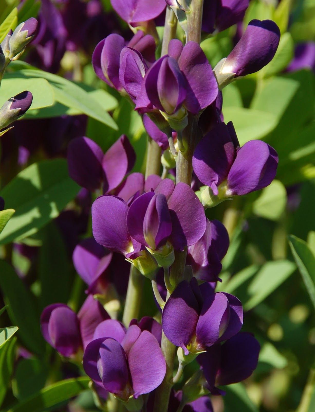 Baptisias - The Next Great Eight - Rotary Botanical Gardens