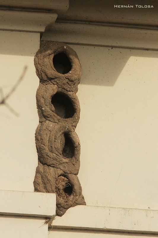 Aves Bonaerenses: Hornero (Furnarius rufus)