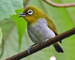 Mengenal Pleci Auriventer