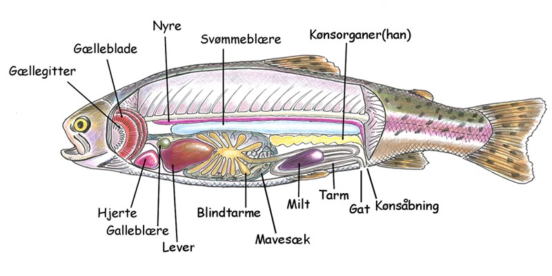 Peter amdisens Biotopblog