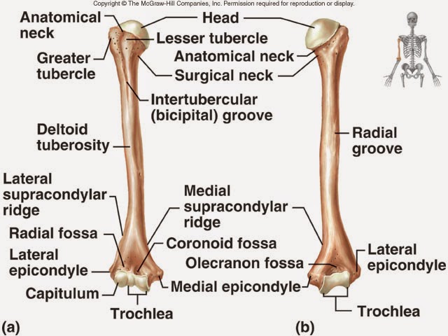 Trochlea ossis femoris || Med-koM
