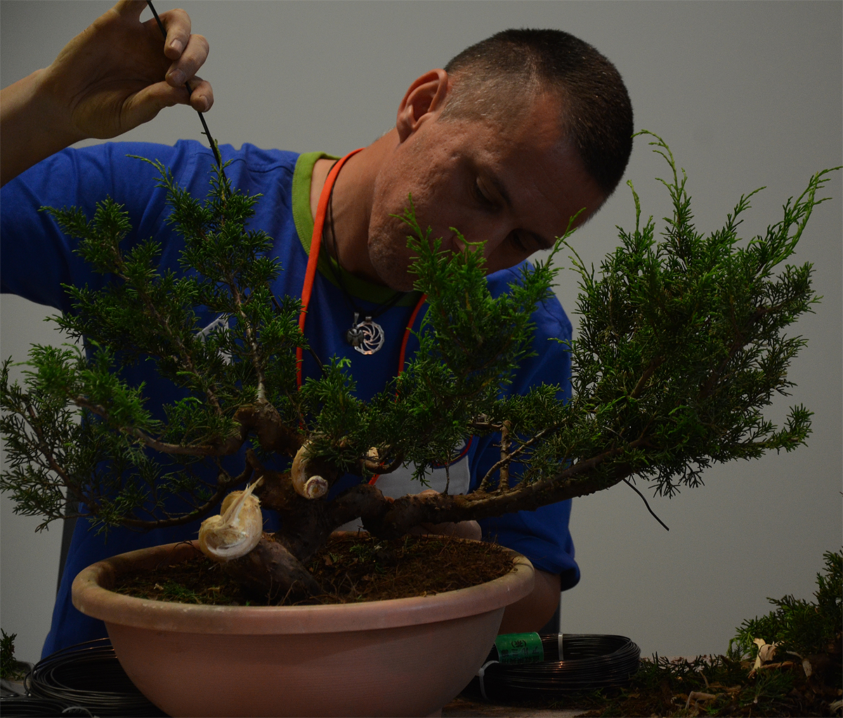 Bonsai - Living Art: October 2011