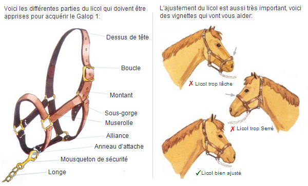 Horses & Ponies: L'harnachement
