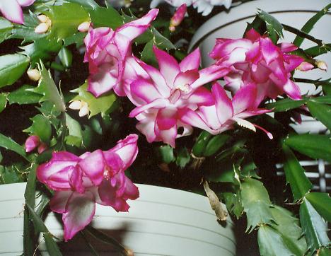 Wiese Acres: Holiday Cactus