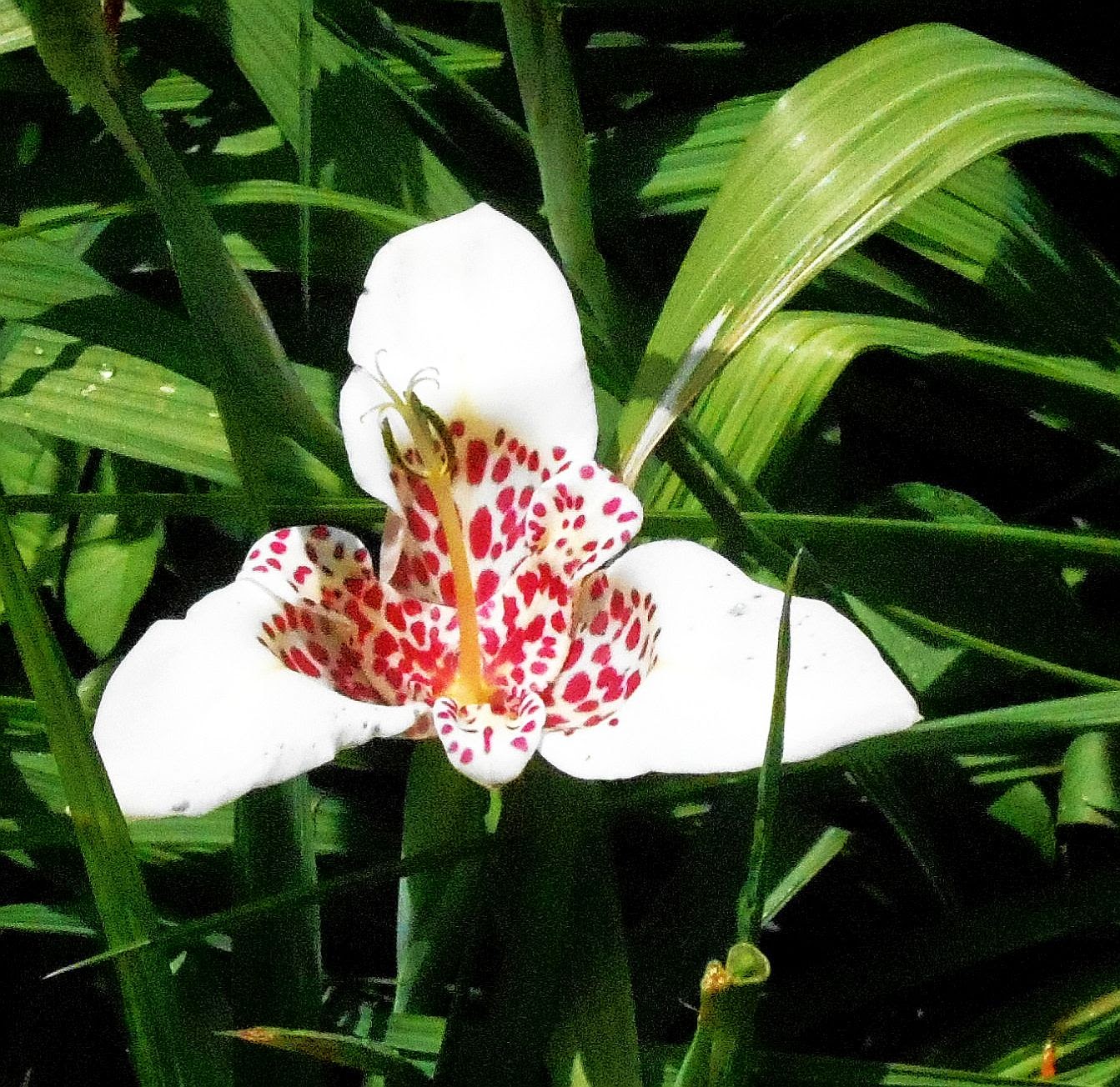 El cuexcomate: Tigridia pavonia: flor de Jaguar