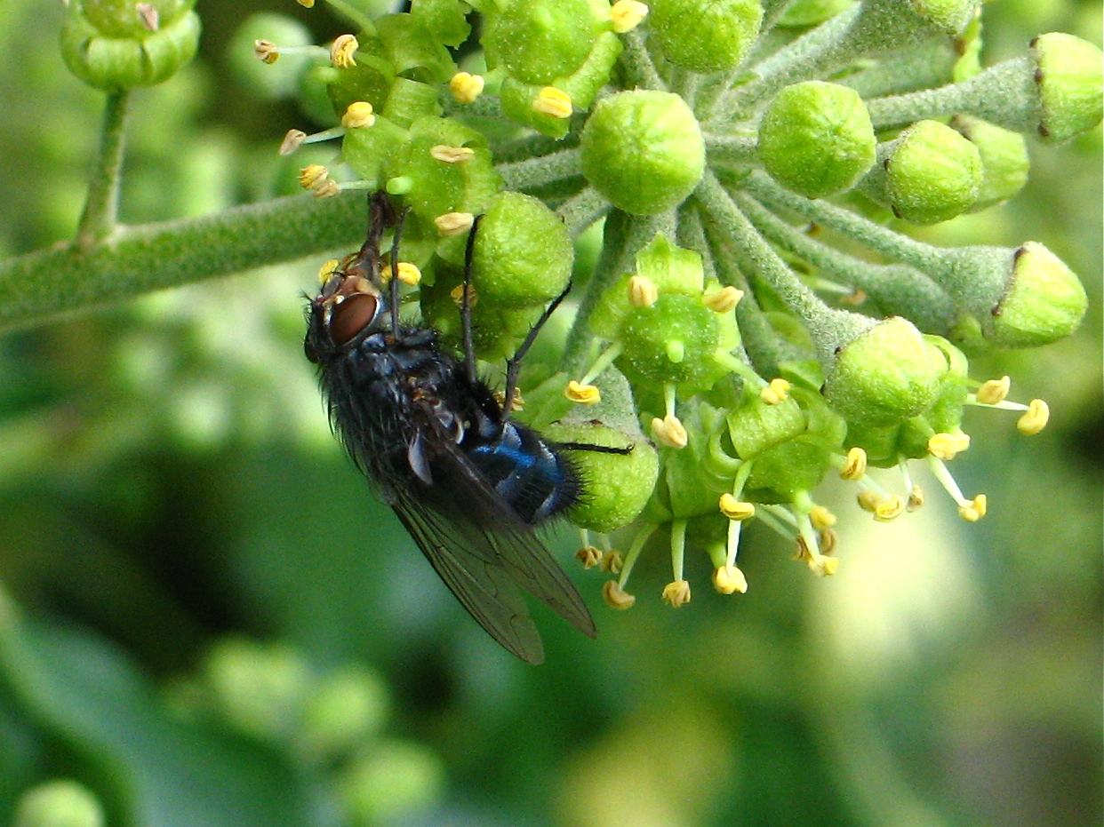 BugBlog: The CSI Blowfly
