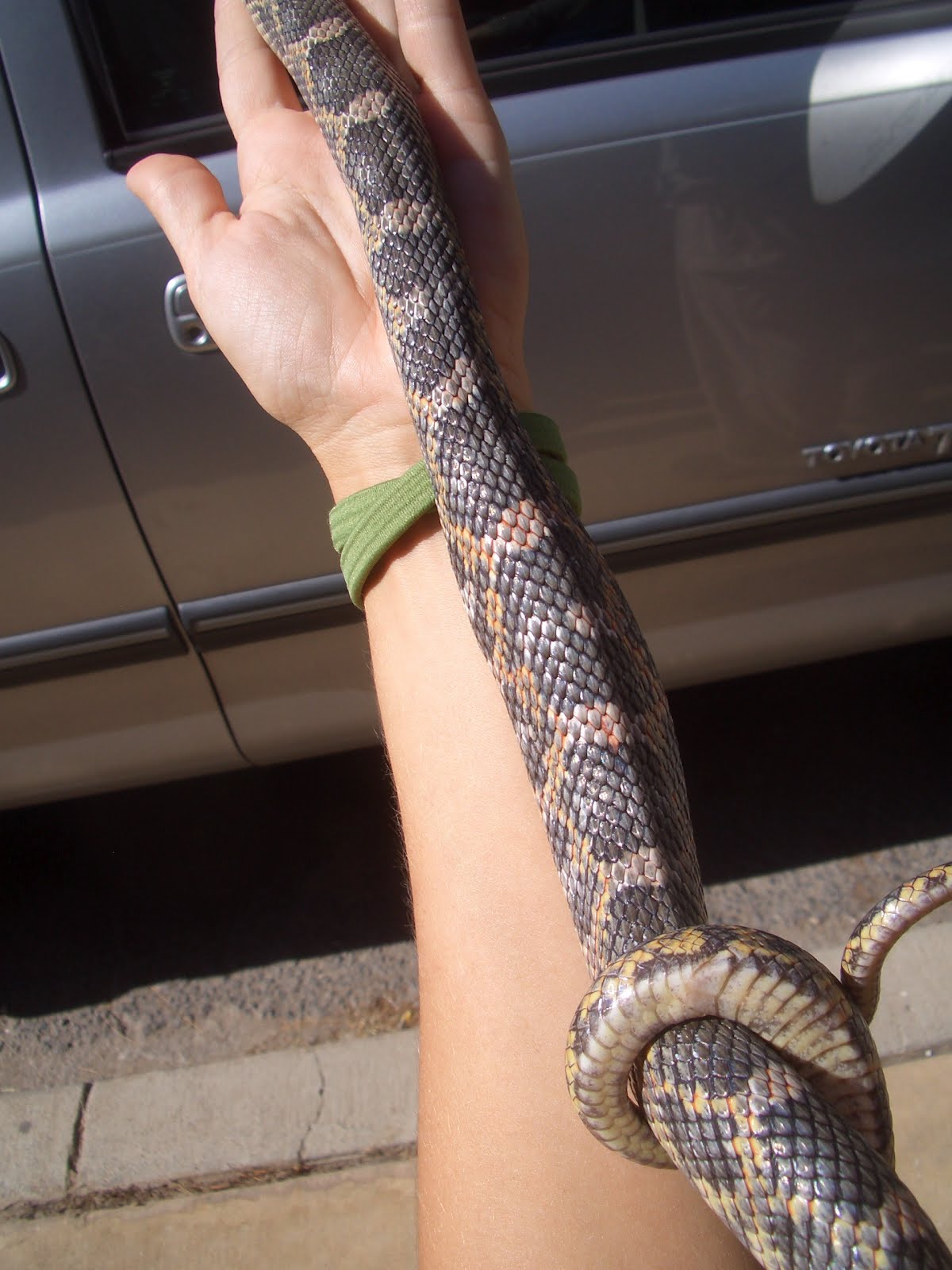 Big Bend - Texas Nature: Texas Rat Snake