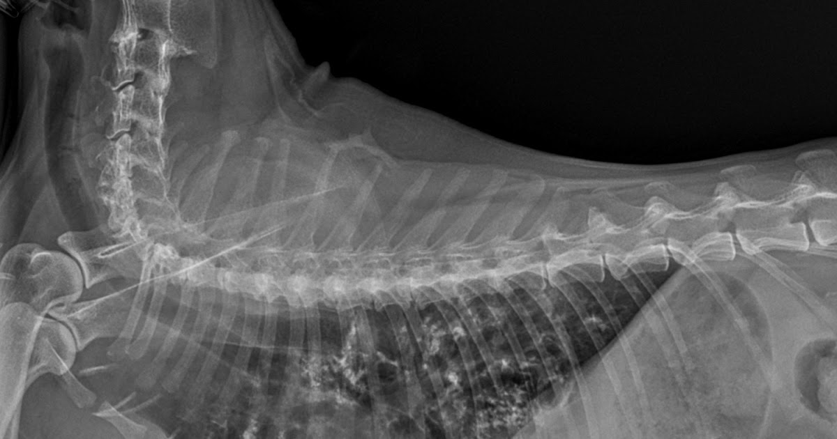 周春婷 貓咪專科醫師 Taiwan Cat Specialist: 貓罕見的支氣管結石症(Cat Broncholithiasis) 的治療與 ...