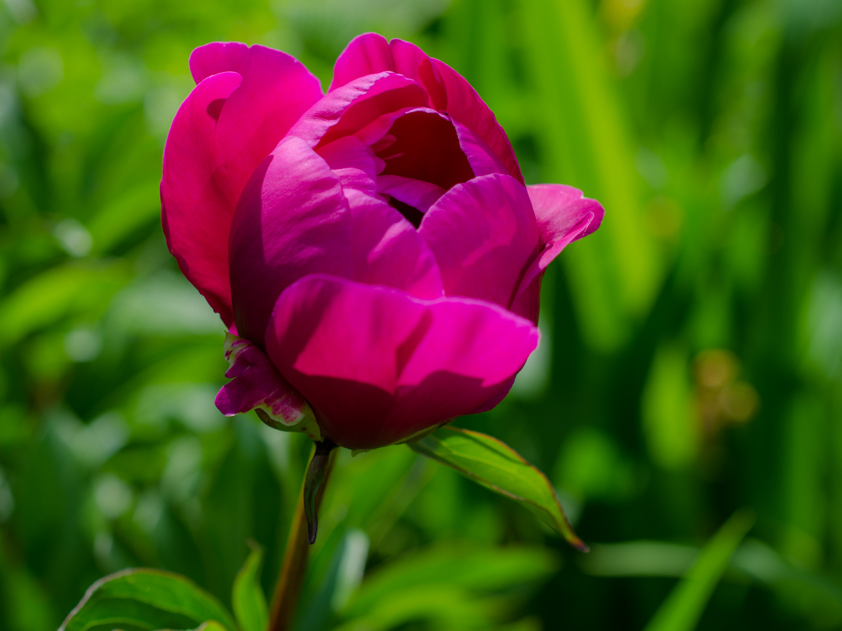 POTONIKA (Paeonia)