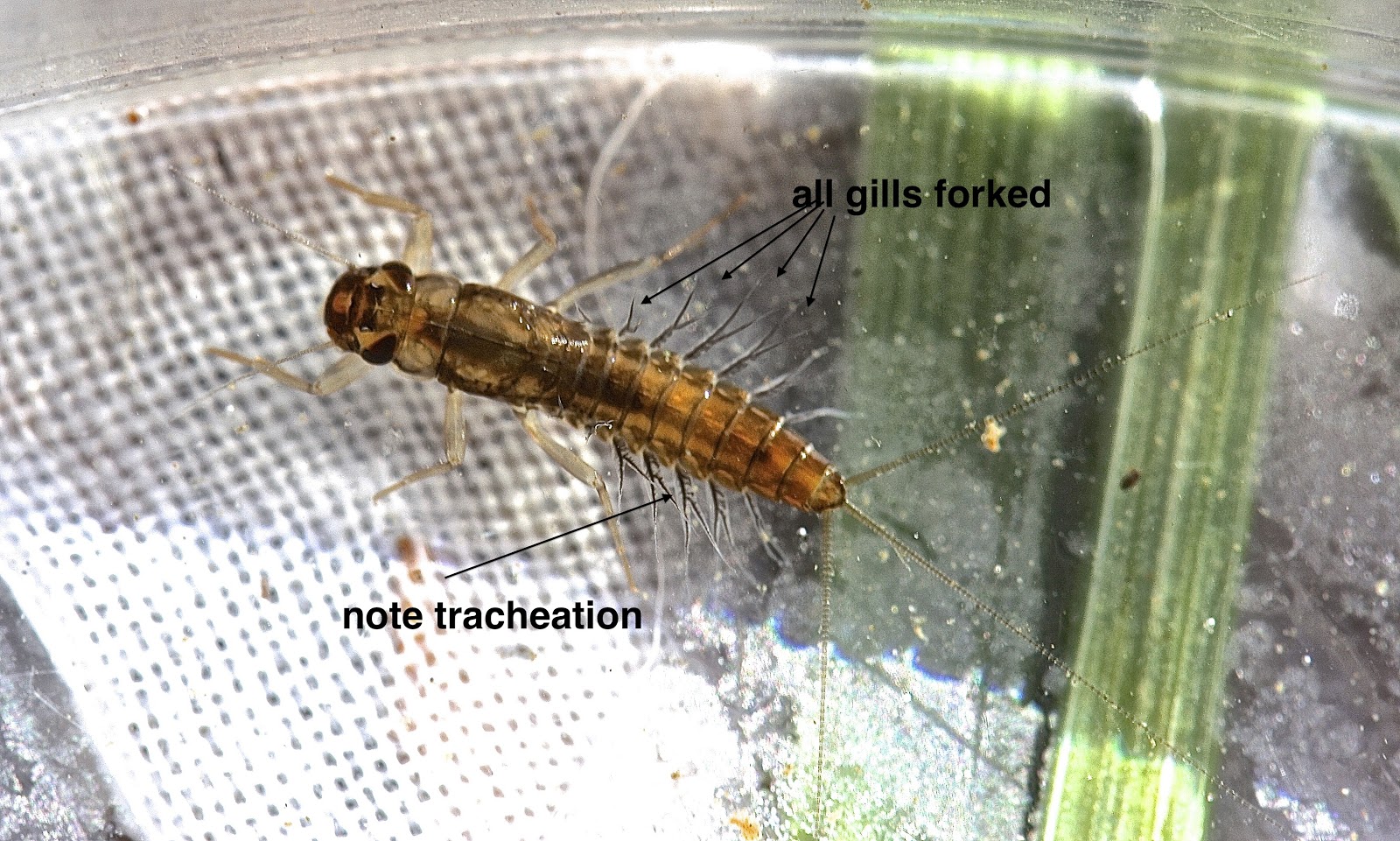 Aquatic Insects of Central Virginia: It was something about the gills ...
