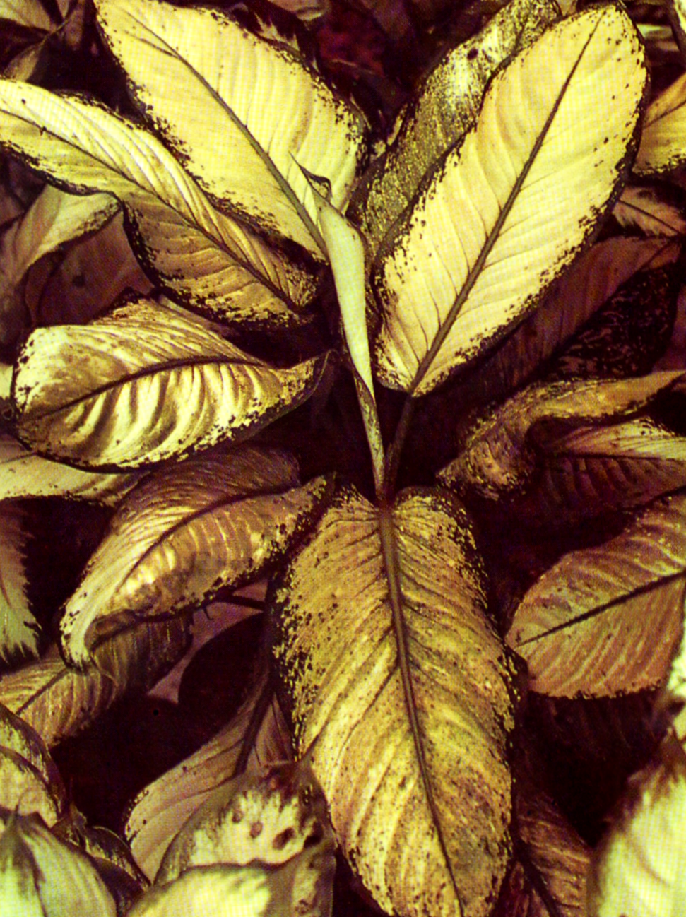 BOSS KD10: Info Flora di Laman SPBT