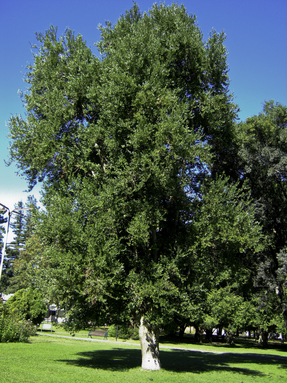 Flora arbórea UnACh: Guía sencilla de reconocimiento de árboles Parte 1 ...