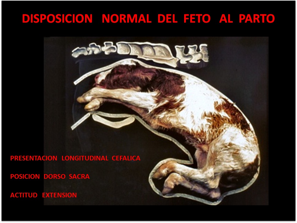MANUAL DE REPRODUCCION BOVINA: PARTO PUERPERIO