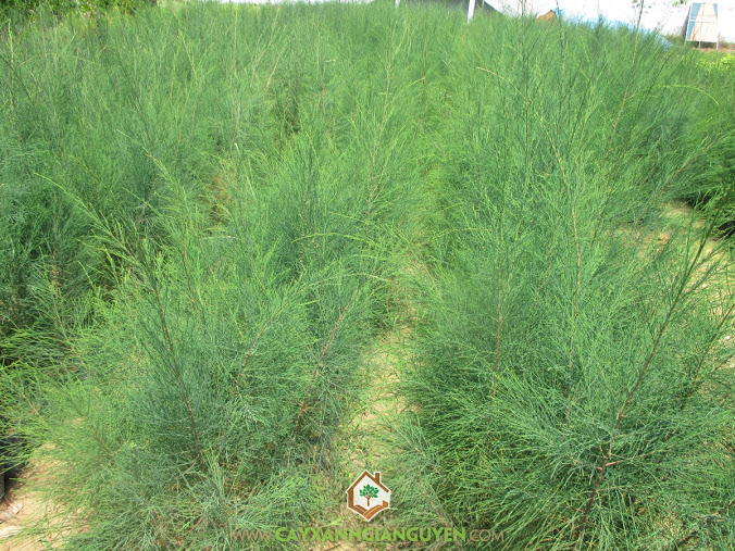 QUY TRÌNH TRỒNG VÀ CHĂM SÓC CÂY PHI LAO ~ Cây Phi Lao