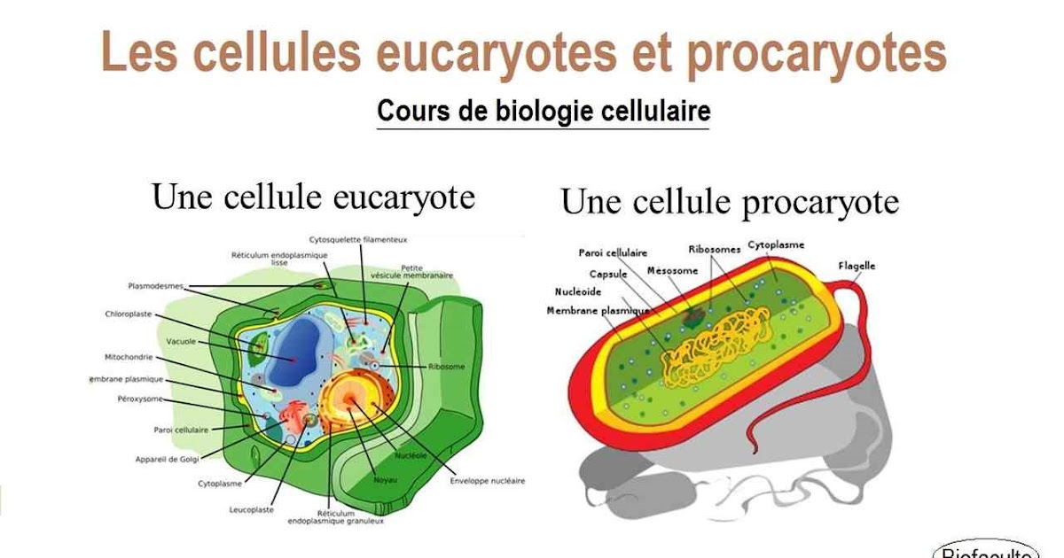 Les cellules eucaryotes et procaryotes - FSSM - SVTU Cours , TD et TP S1