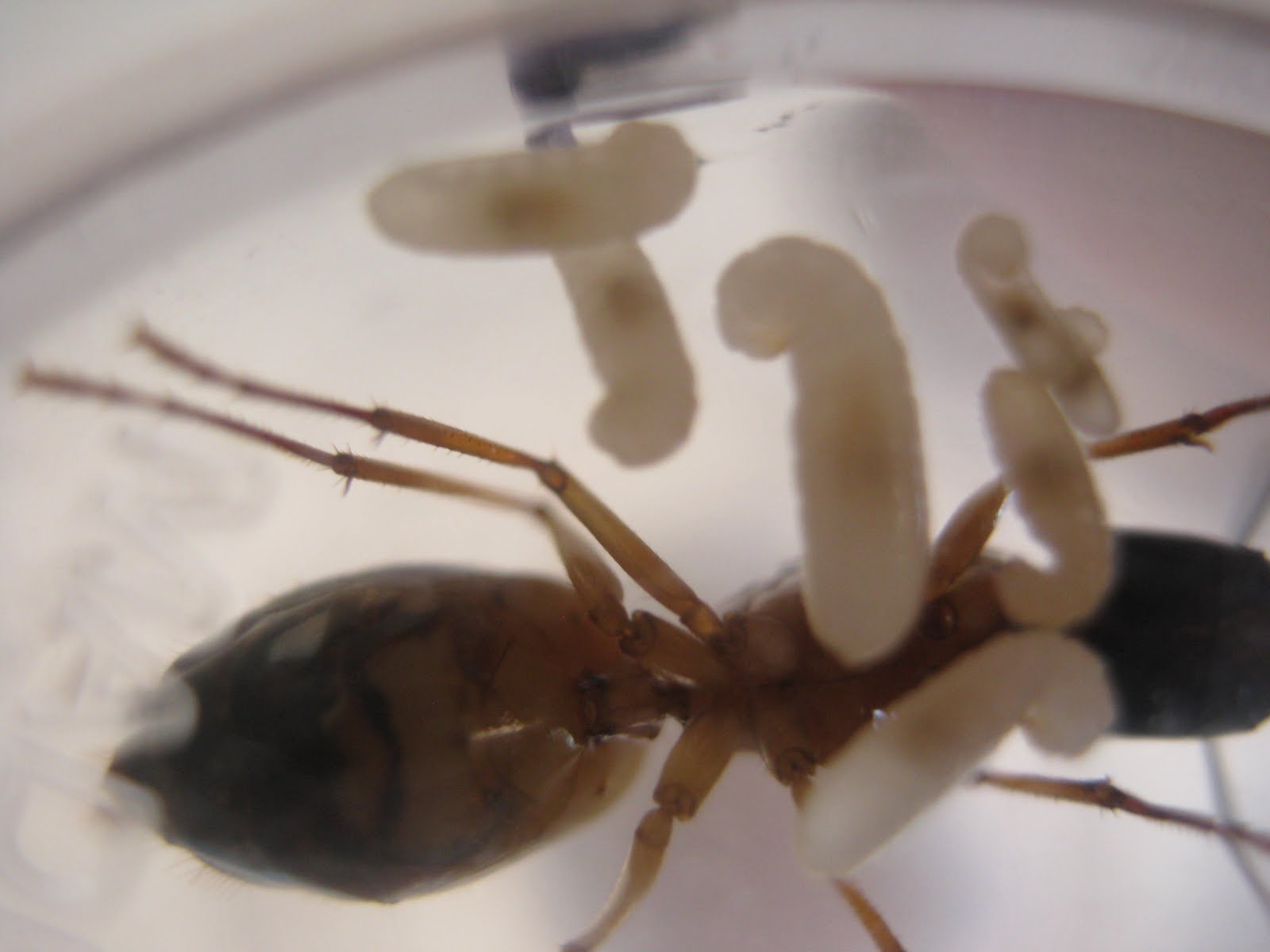 Megan's Ants: Esme update (Camponotus Consobrinus queen)