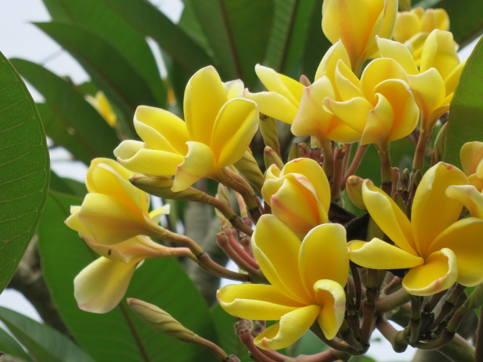 Splash of Yellow: Suggested half-day itinerary in Cebu