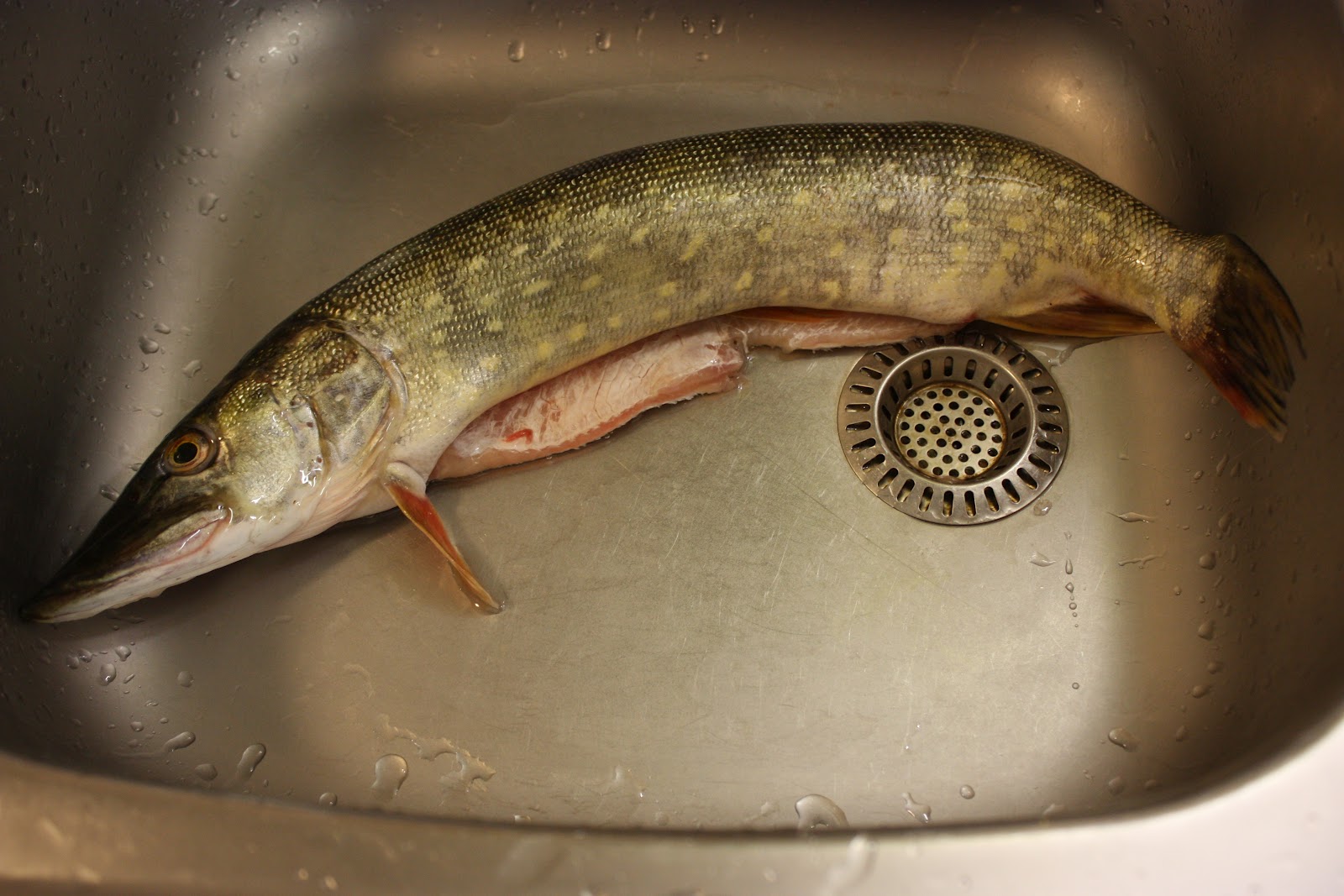 l.e.o.o.l.a: Haug mädarõikakastmes