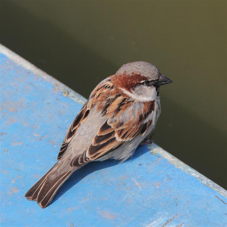 mis fotos de aves: Passer domesticus Gorrión House Sparrow