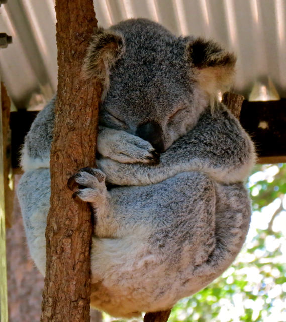 Worrall Travel R's: Koala Cuddling