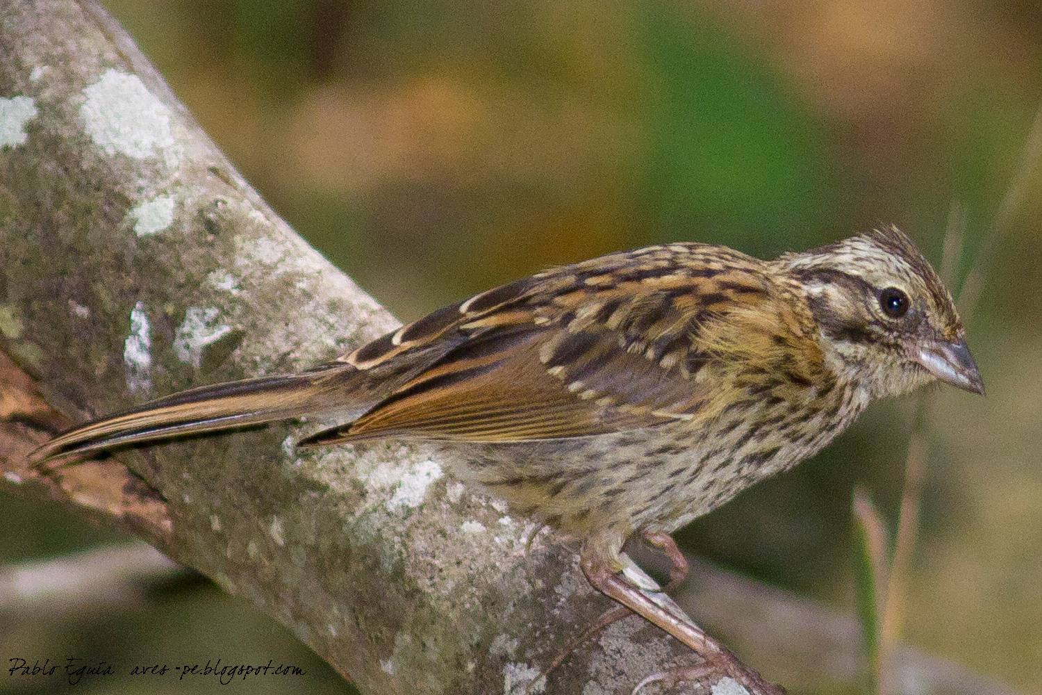 mis fotos de aves: Zonotrichia capensis Chingolo Rufous-collared Sparrow