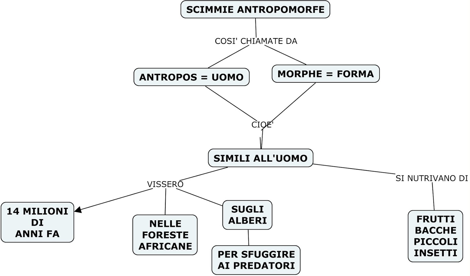 STORIA TERZA: MAPPE CONCETTUALI SCIMMIE ANTROPOMORFE
