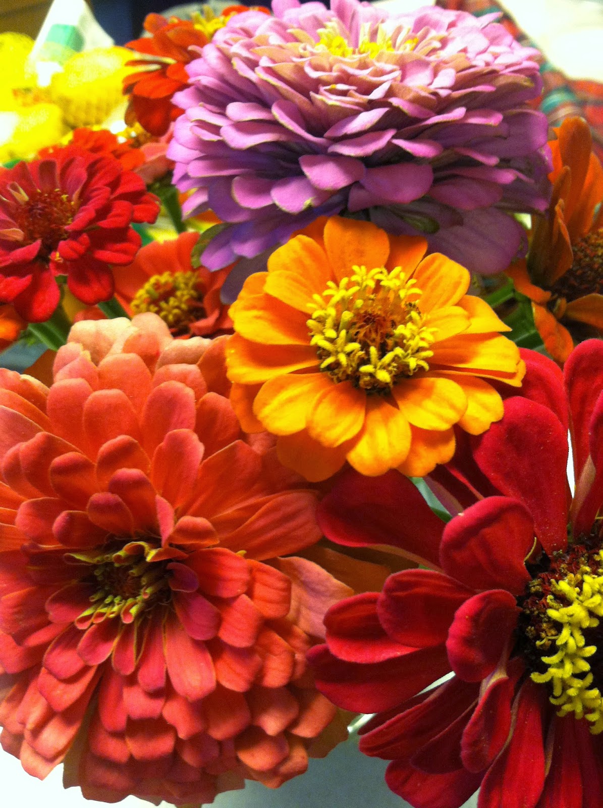 Yellow Canary Flowers