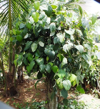 Images of Sri Lanka on blogspot.com: Black-pepper from Sri Lanka.