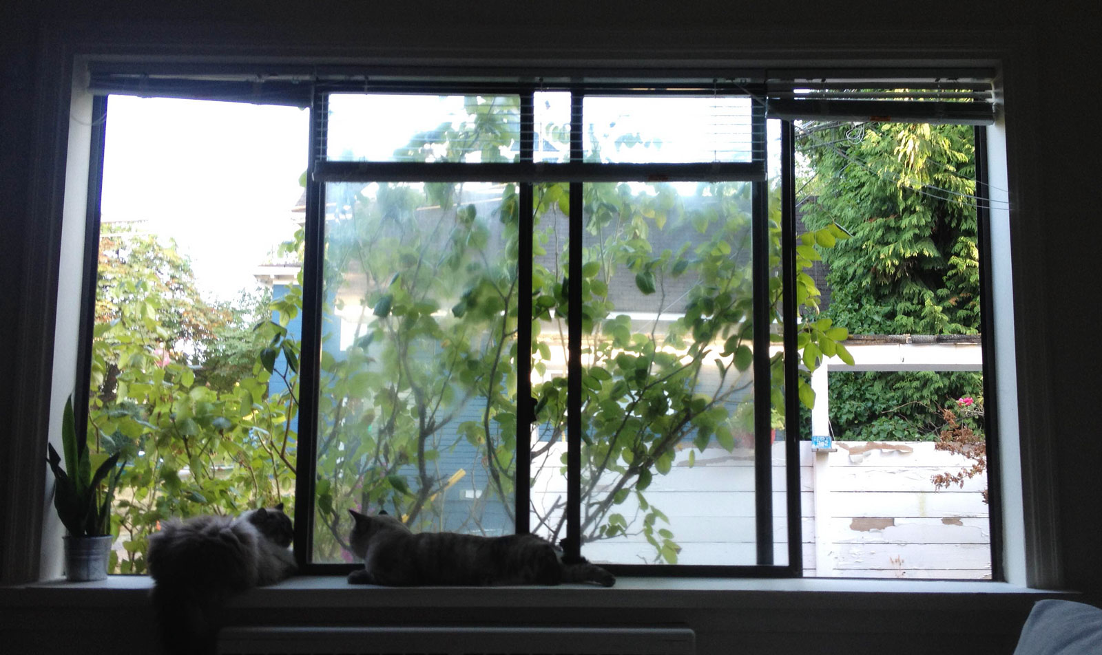 The Receptionist: Cute! Window kitties say hello