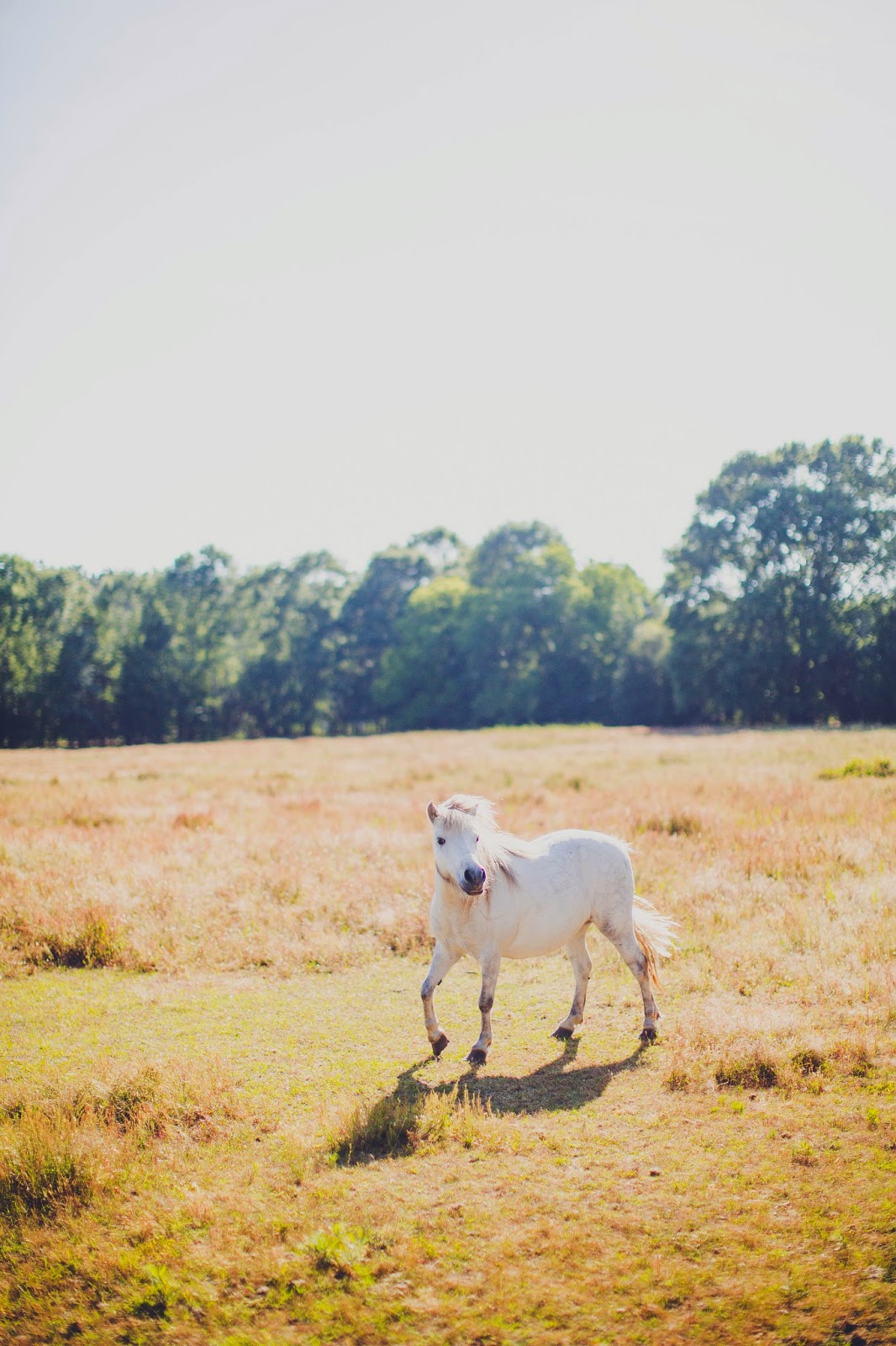 WILDFLOWERS BLOG: WEEKEND SCENES : SOUTH CAROLINA IN PICTURES