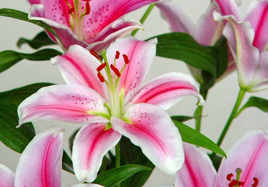 02/01/2015 - 03/01/2015 ~ Fundación Q´inti