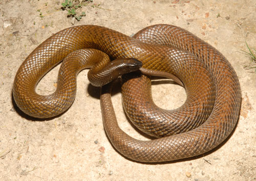 TAIPAN