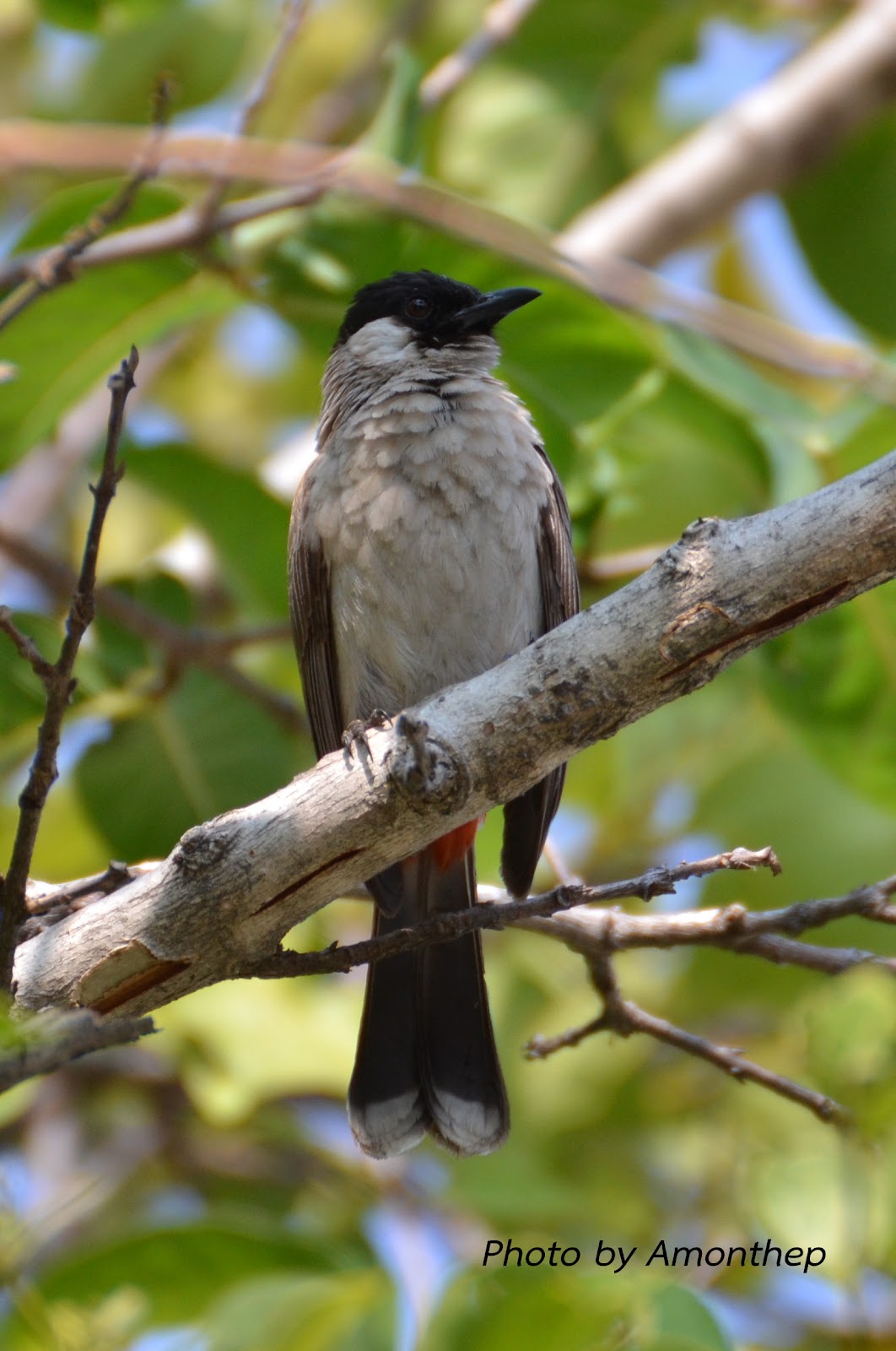 Bangkok Birds: นกกรุงเทพ: นกปรอดหัวสีเขม่า (Sooty-headed Bulbul)