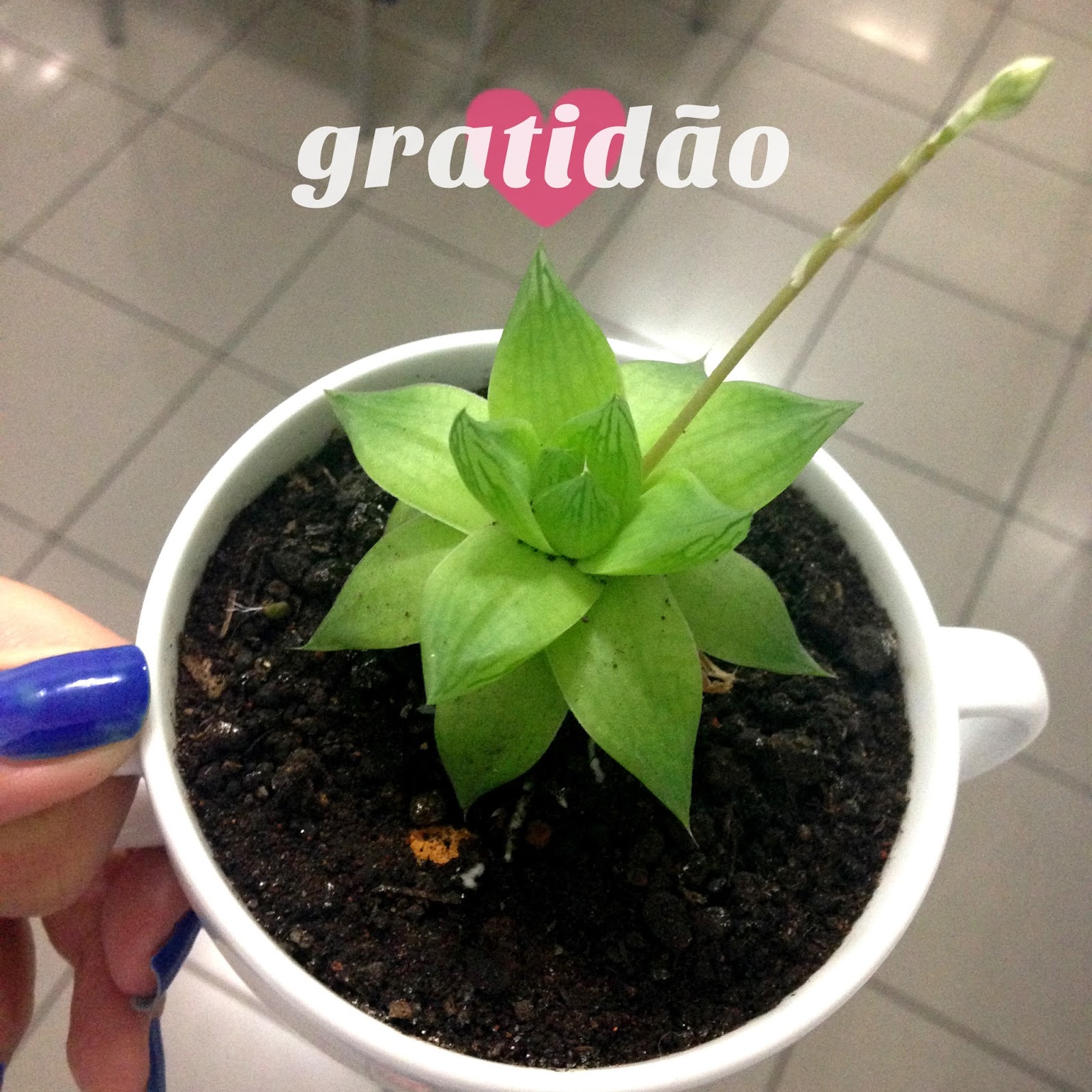Coloridex ♥: O que uma plantinha pode te ensinar?