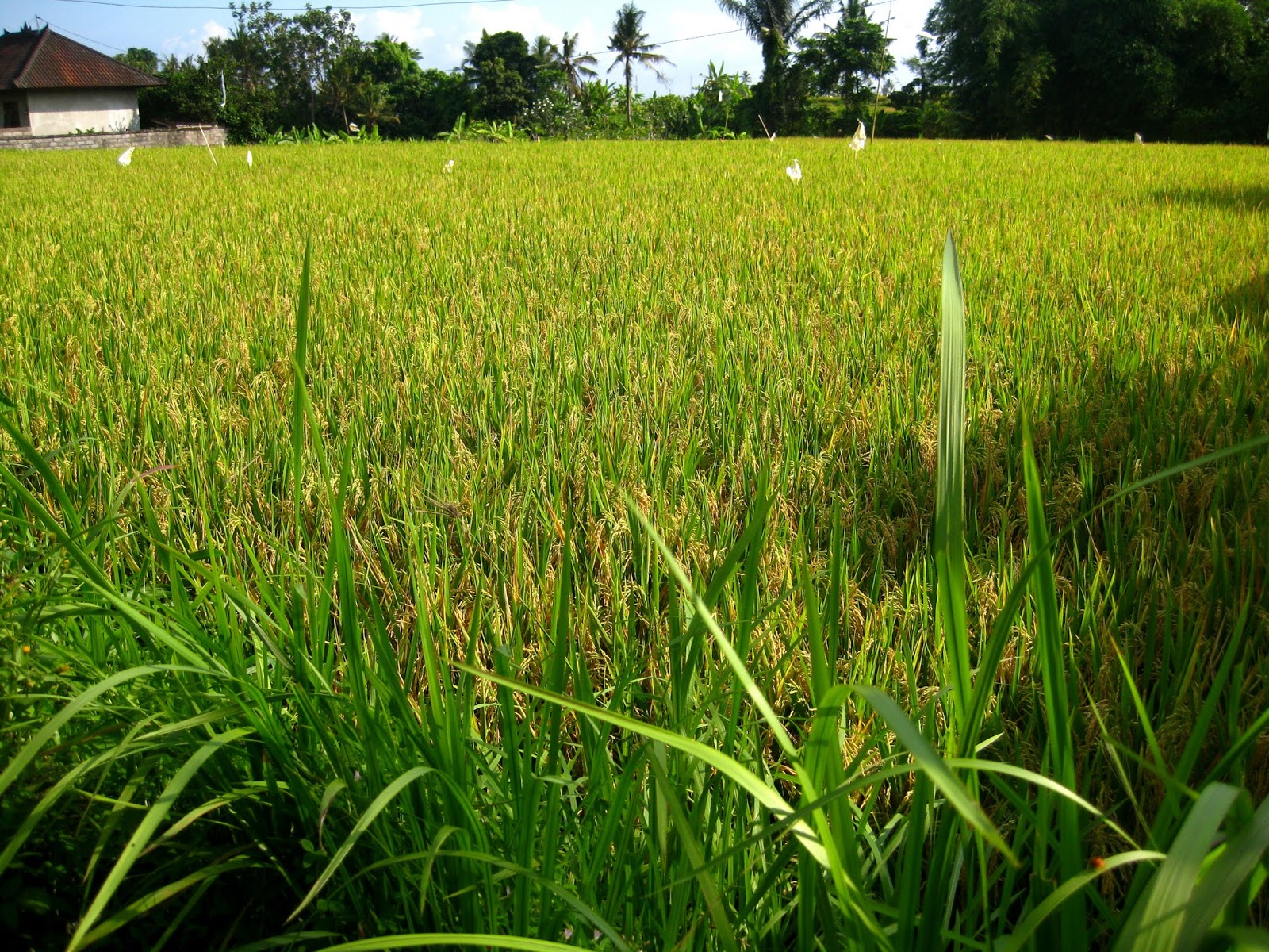 cafestudiodelapan (cs8): Hal-Hal Lain Di Sekitar Sanggar Anak Tangguh