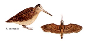 Informasi Tentang Burung Berkik-gunung Sulawesi | Burung Gue