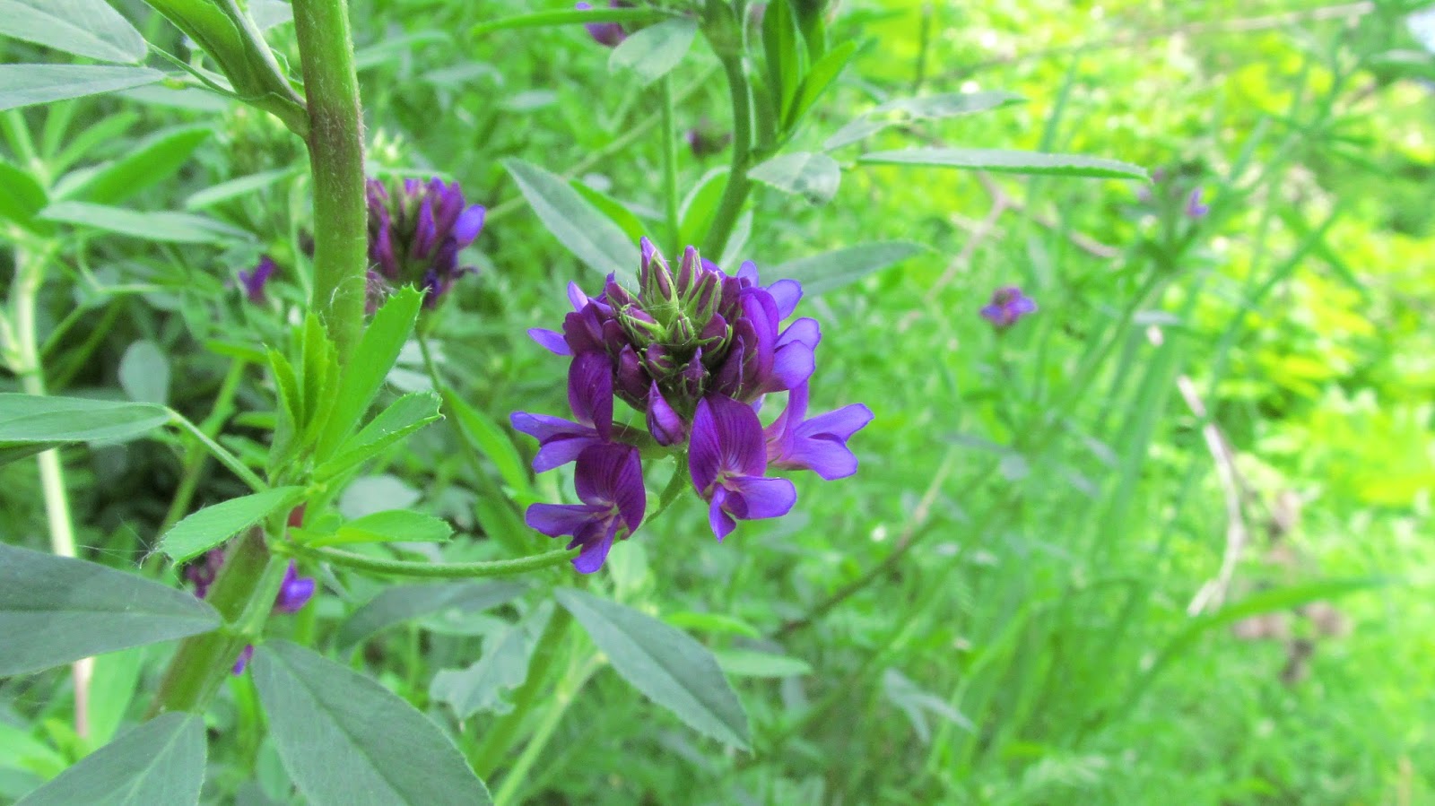 Wandering in Canada: The World's Favourite Forage Crop: Alfalfa ...