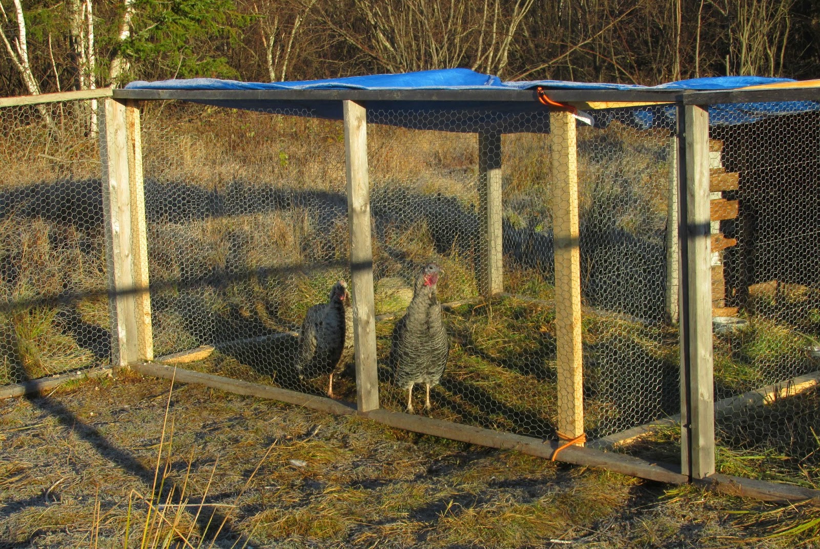 Lally Broch Farm: A Maine Family Homestead: Autumn Turkey Coop Prepping