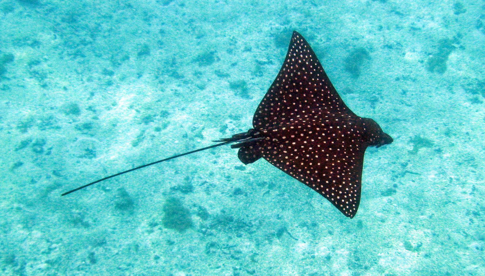 séjour à Mooréa: Raie léopard