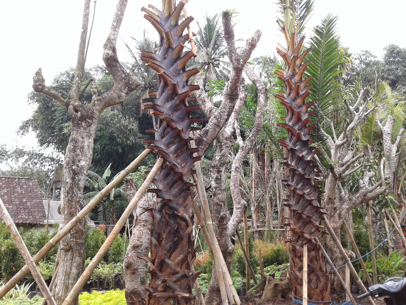 Top Konsep 21+ Pohon Siwalan