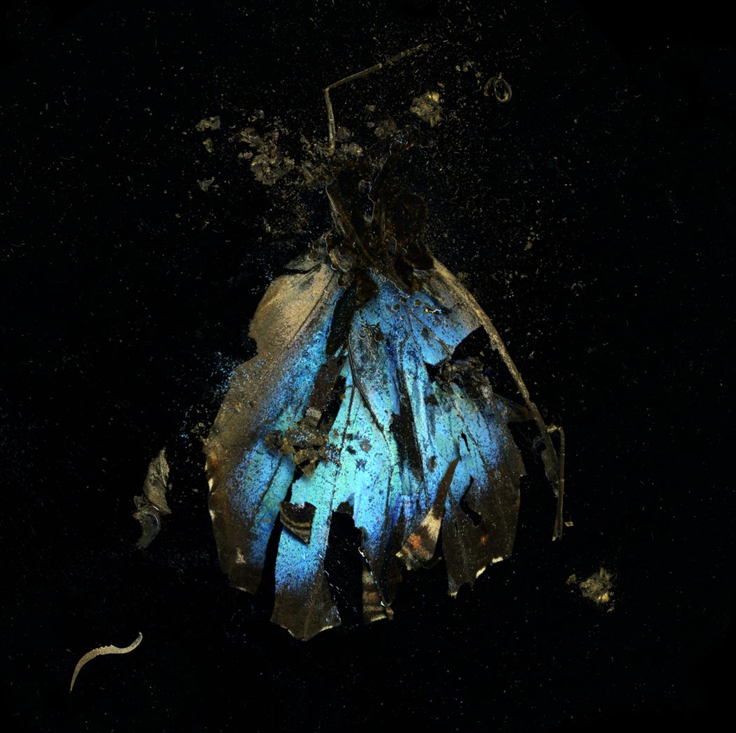 Fotografia Contemporanea: Mat Collishaw (1966)