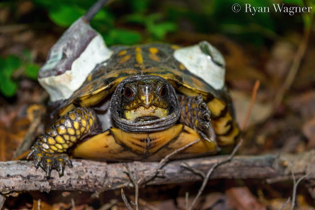 Field Life: Radio Telemetry