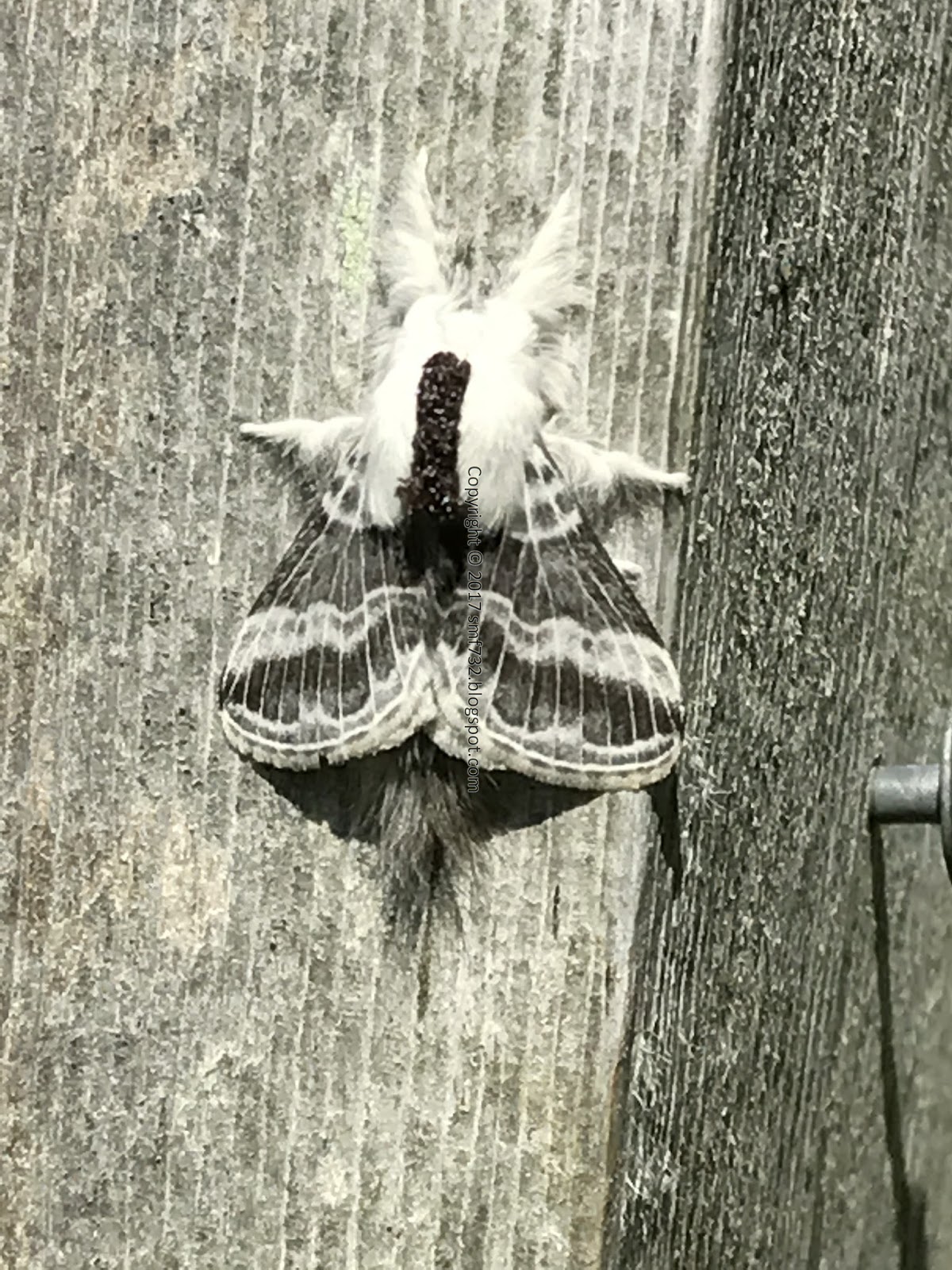 SFrye732_Blog: A Fluffy Looking Moth